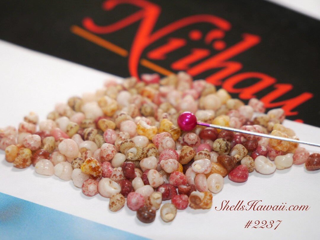 200 Pcs Niihau Shells Supply, Pupu Niihau Kahelelani Shells 2337 - Etsy