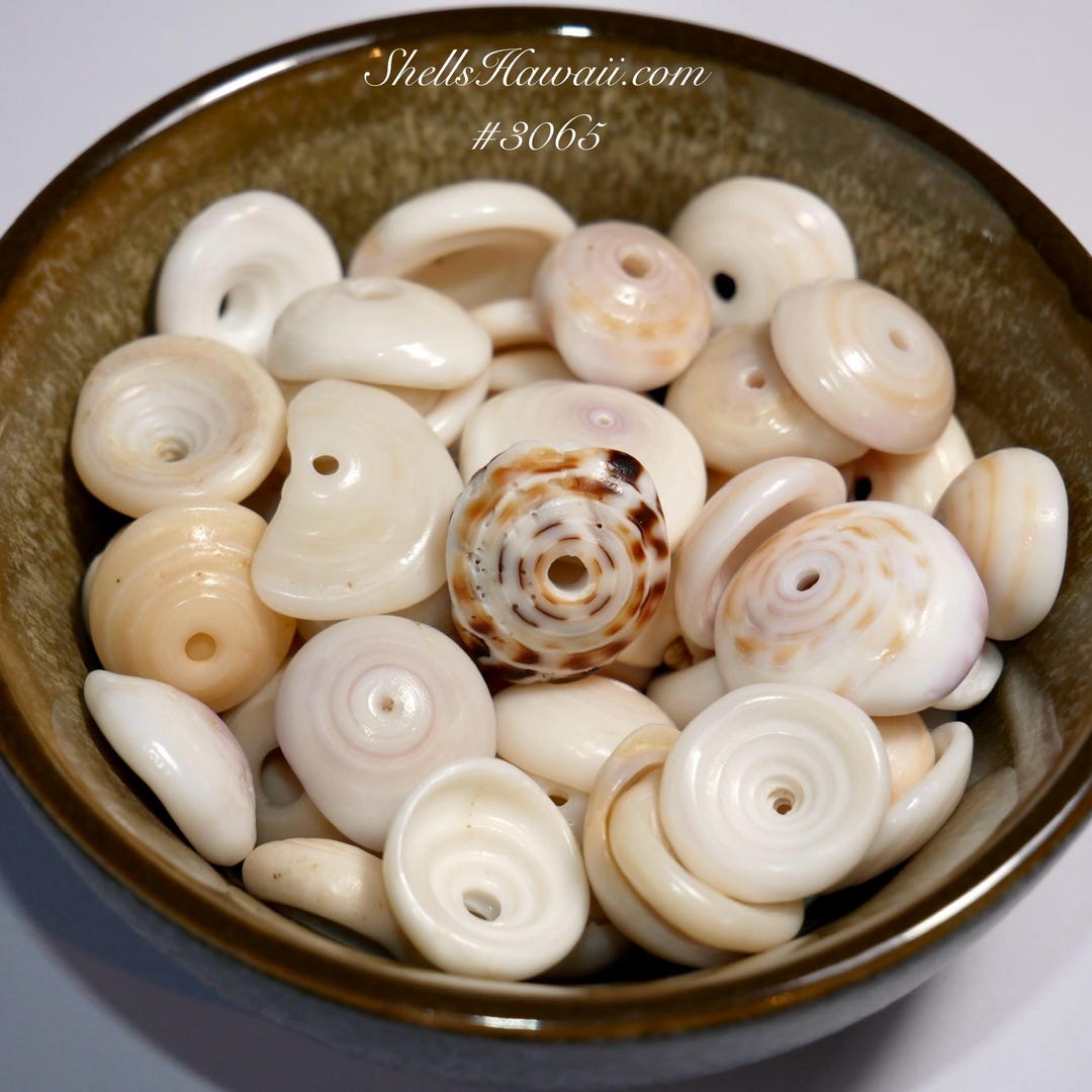 50 Pcs Large Size Hawaiian Puka Shells Supply #3065 - Etsy
