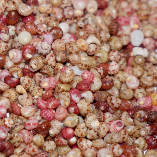 Kahelelani Shells - Etsy