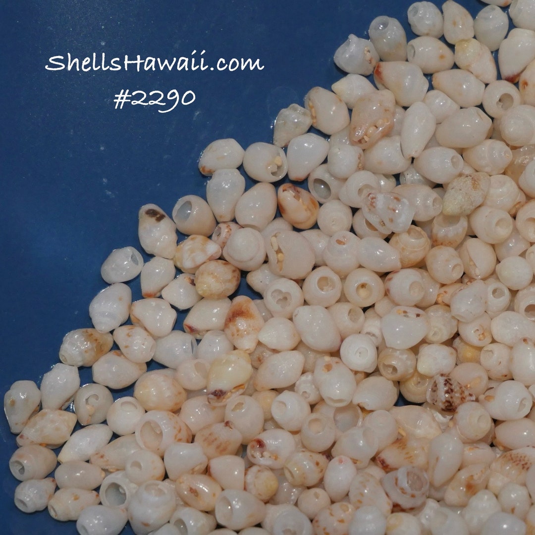 1 Film Canister of Mix Momi & Laiki Shell Supply Pupu Niihau Niihau ...