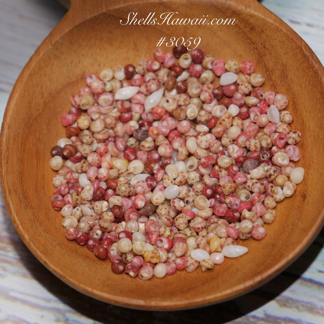 400 Pcs Pupu Niihau Kahelelani Shells Niihau Shells Supply and They Are ...