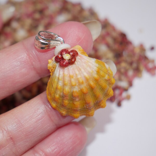 Sunrise Shells - Etsy