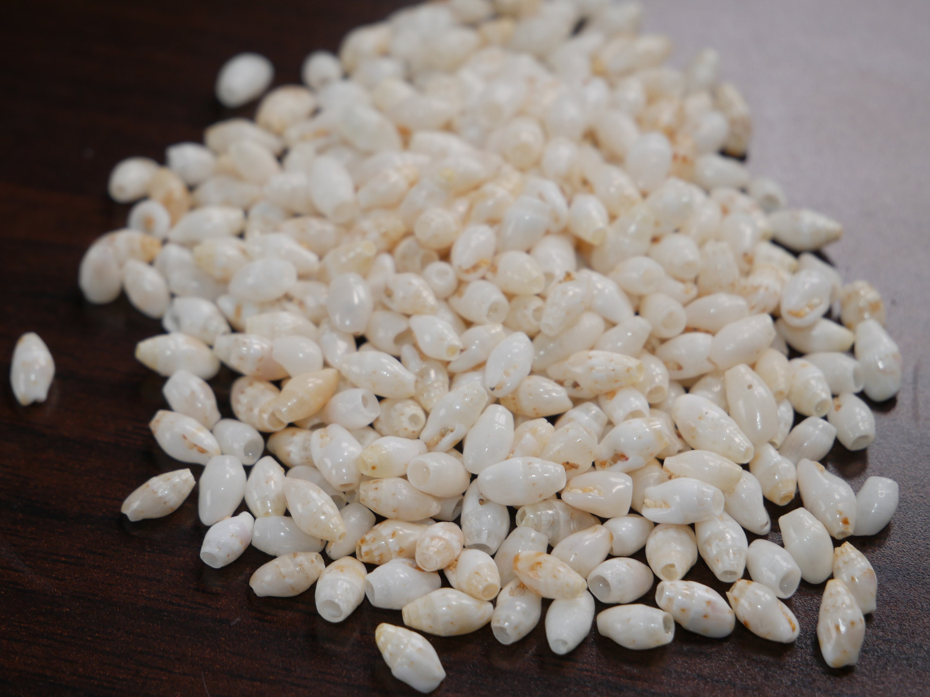 1 Film Canister of Laiki Shells Supply From Niihau #1136 - Etsy