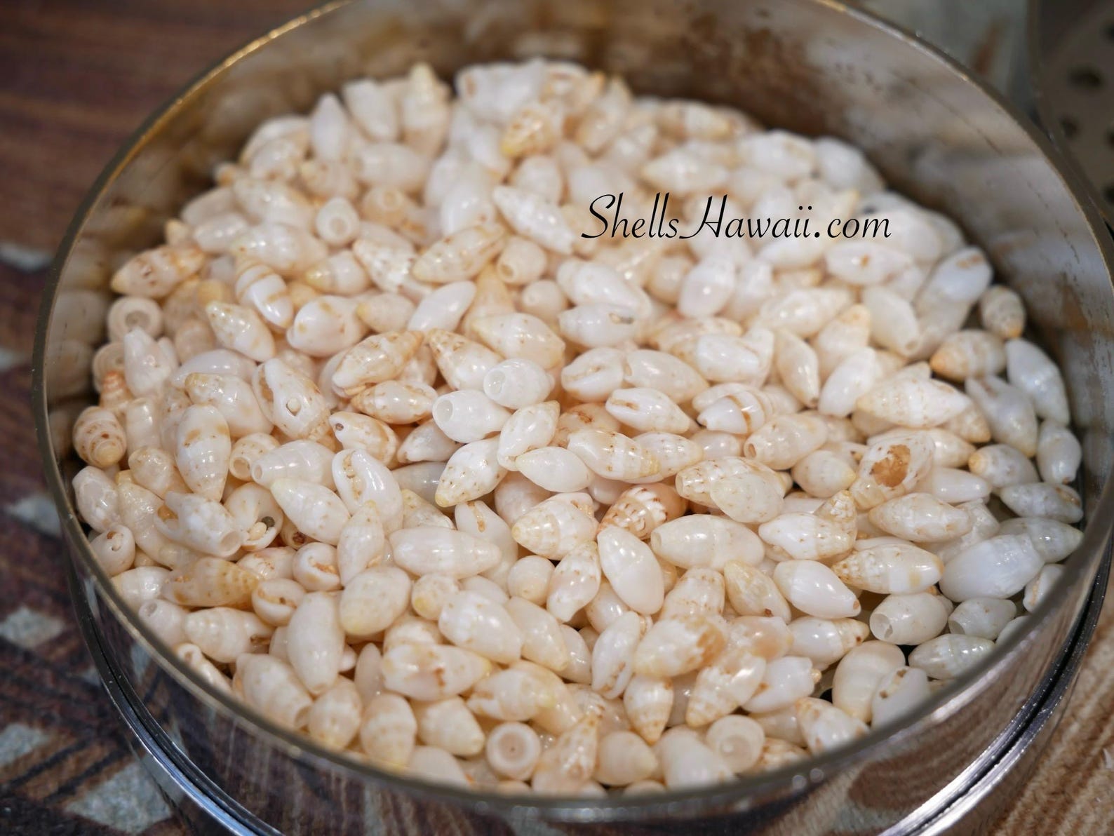 1 Film Canister of Laiki Shells Supply From Niihau #1136 - Etsy