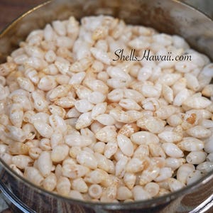 1 Film Canister of Laiki Shells Supply From Niihau #1136 - Etsy