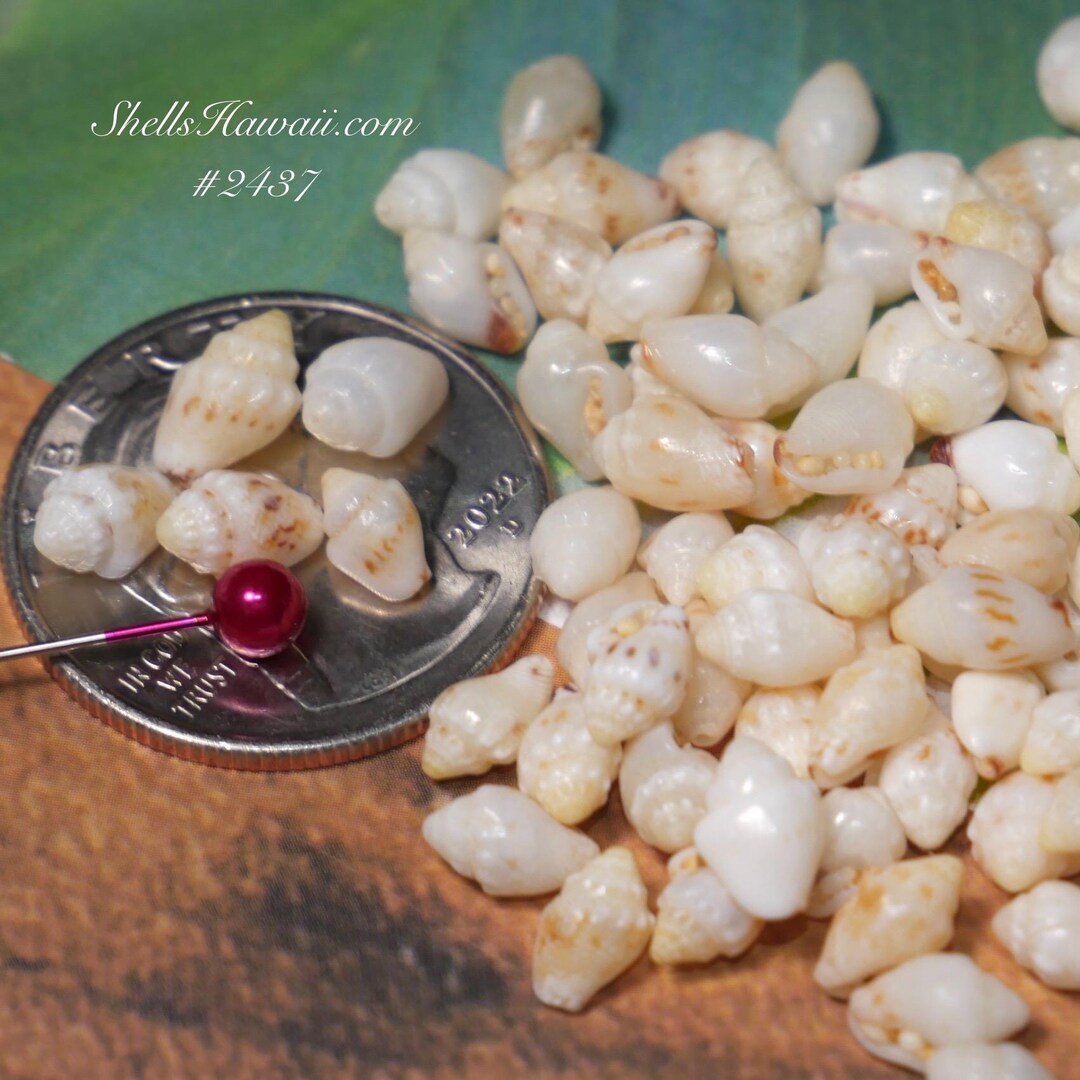 100 Pcs Momi Shells From Niihau/ Niihau Shell Supply! #2437 - Etsy