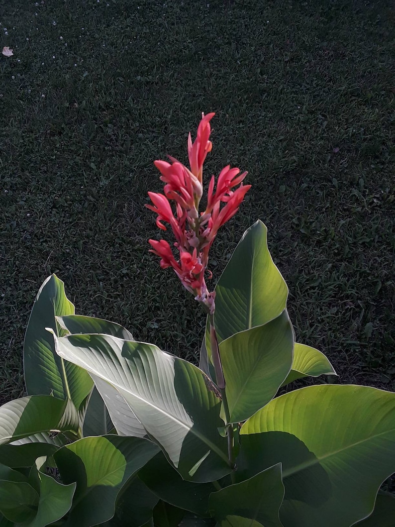Free Shipping on 20+ Seeds Musifolia Giant Canna Lilly - Listing is for ...