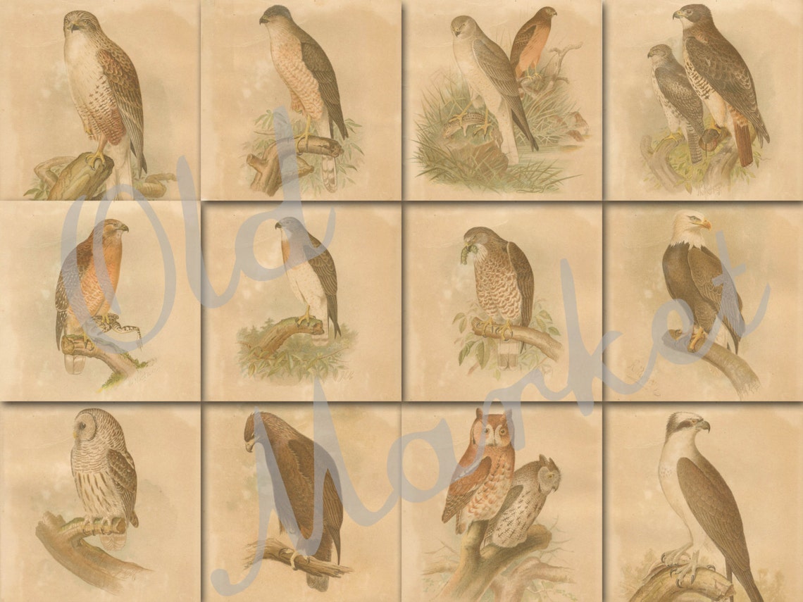 Vintage Birds Digital Paper - Bird Backgrounds - Vintage Biology Plates ...