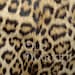 Animal Skin Textures Digital Paper - Animal Fur Backgrounds - 16 ...