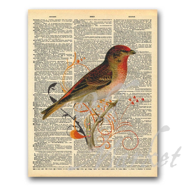 Bird Dictionary Art - Etsy