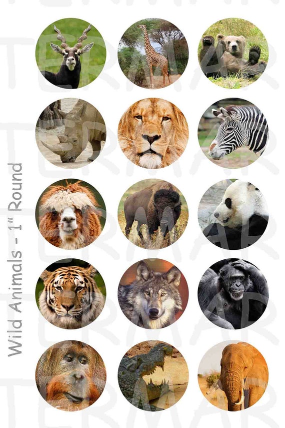 Wild Animals 4 X 6 Digital Collage Sheet 1 Inch Round | Etsy