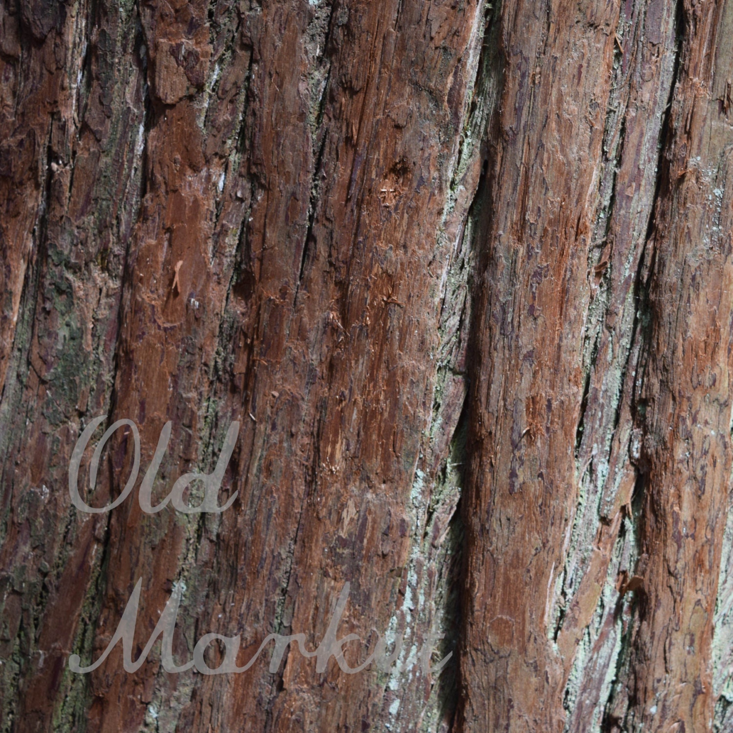 Tree Bark Digital Paper Wood Textures Wood Backgrounds - Etsy