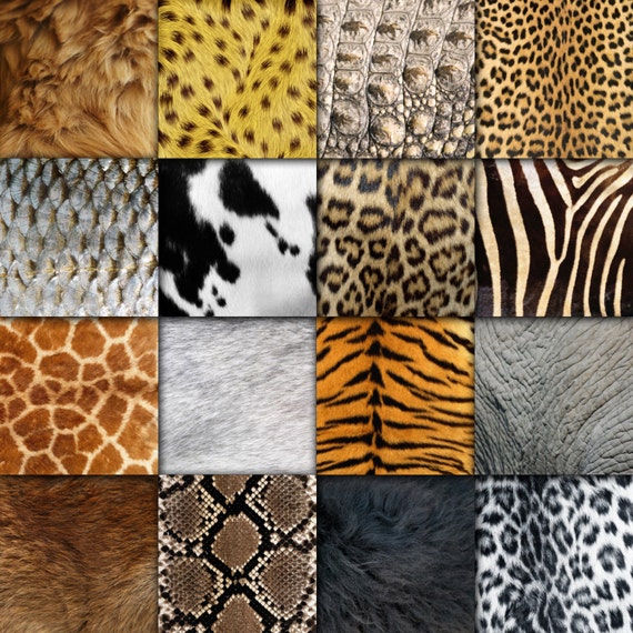 Animal Textures