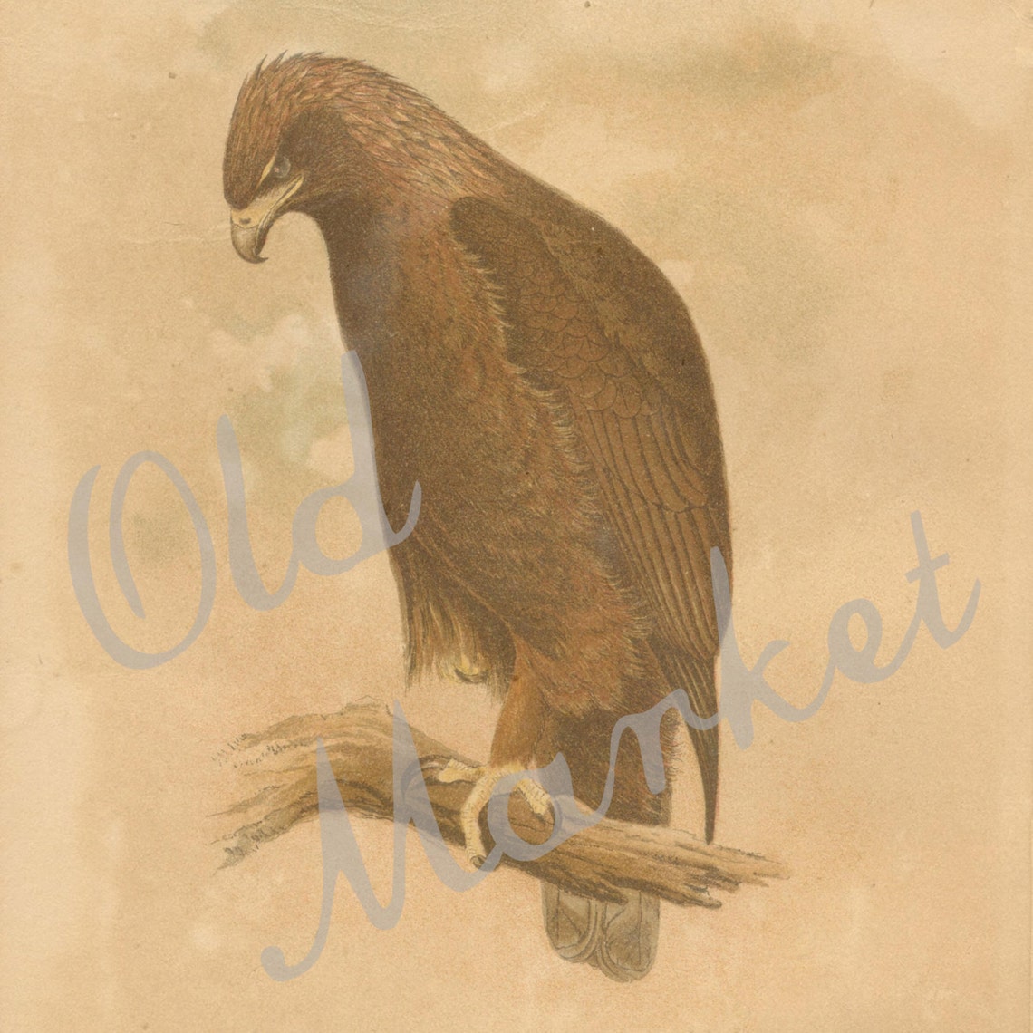 Vintage Birds Digital Paper Bird Backgrounds Vintage - Etsy