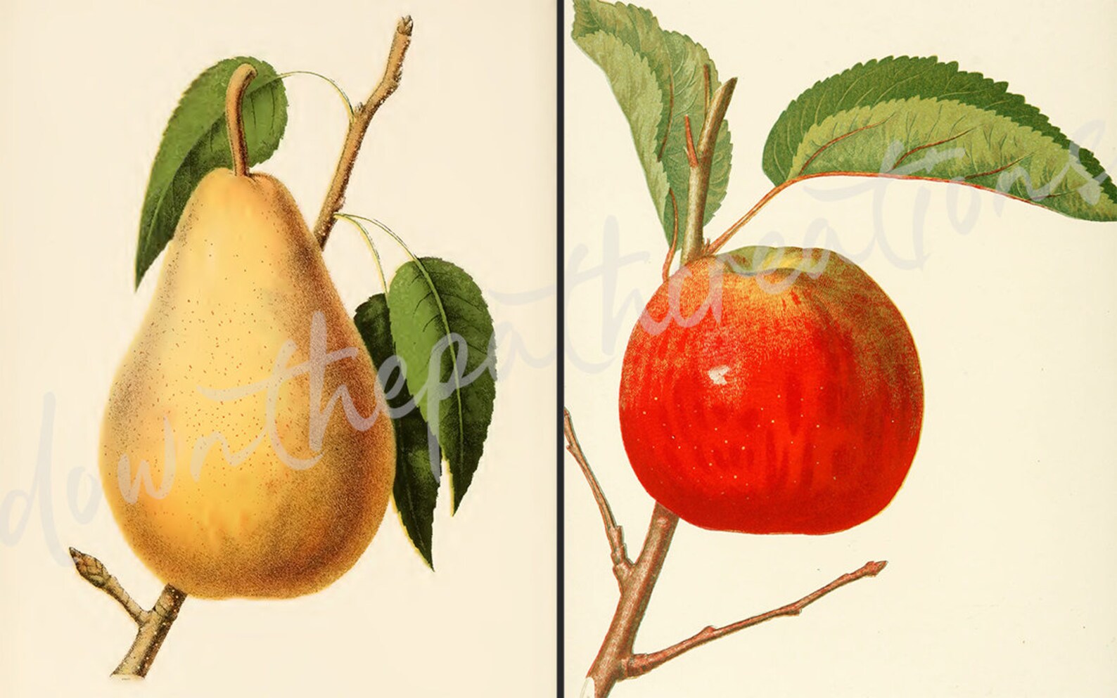 Vintage Fruit Prints Set of 6 Printable Kitchen Art Apple | Etsy