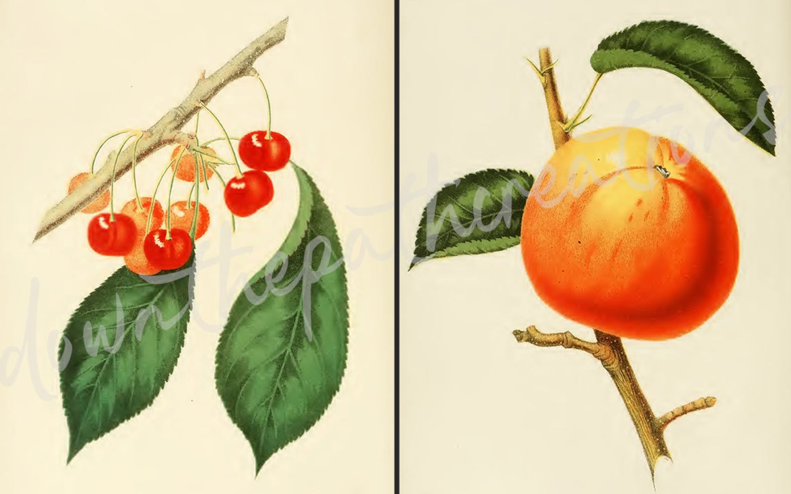 Vintage Fruit Prints Set of 6 Printable Kitchen Art Apple | Etsy