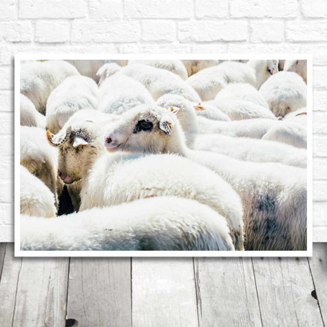 Sheep Print Sheep Photography Animal Print Sheep Photo | Etsy