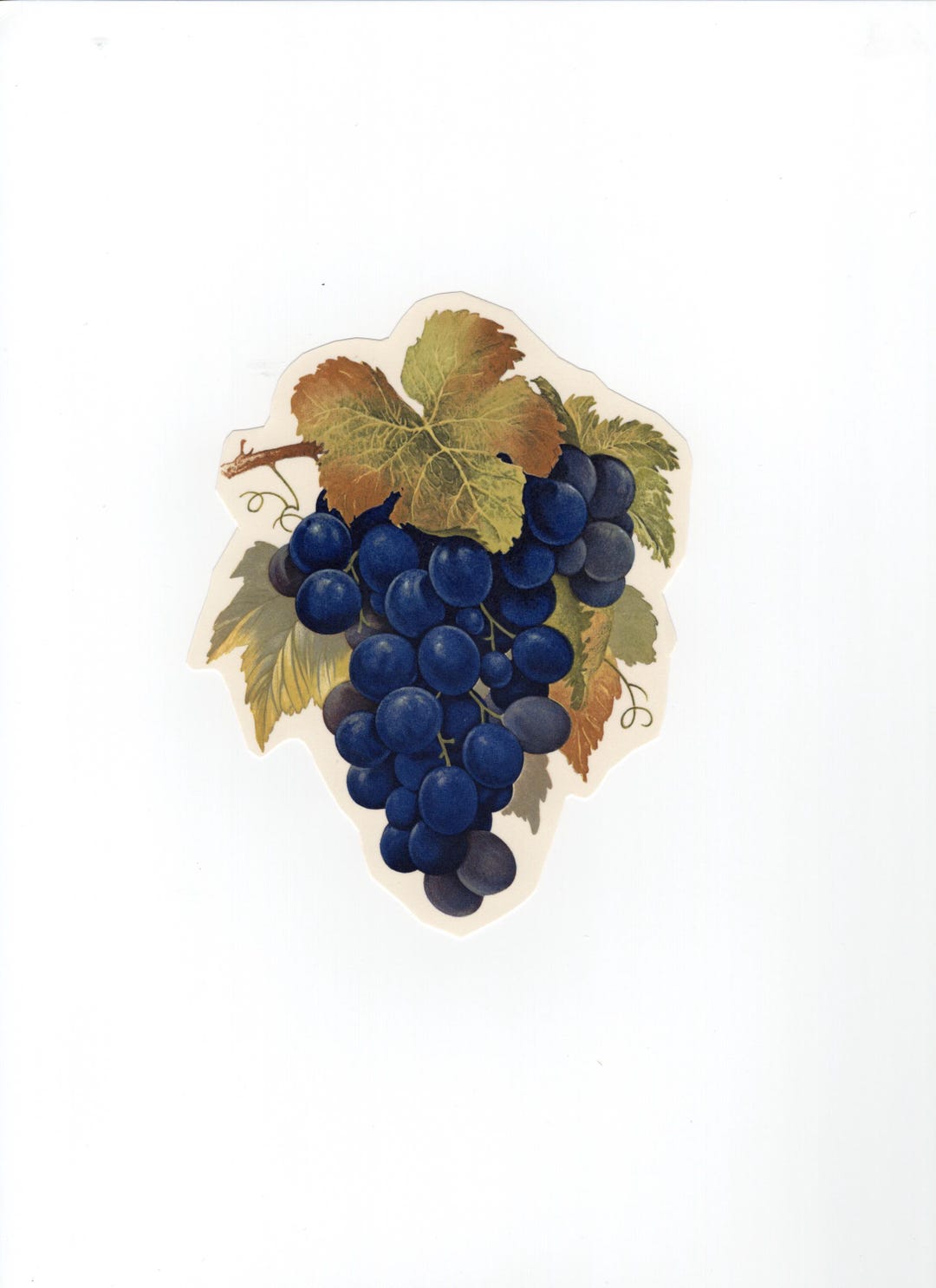 Vintage GRAPES Design Ceramic Decal- Waterslide Decal, Ceramic Transfer ...
