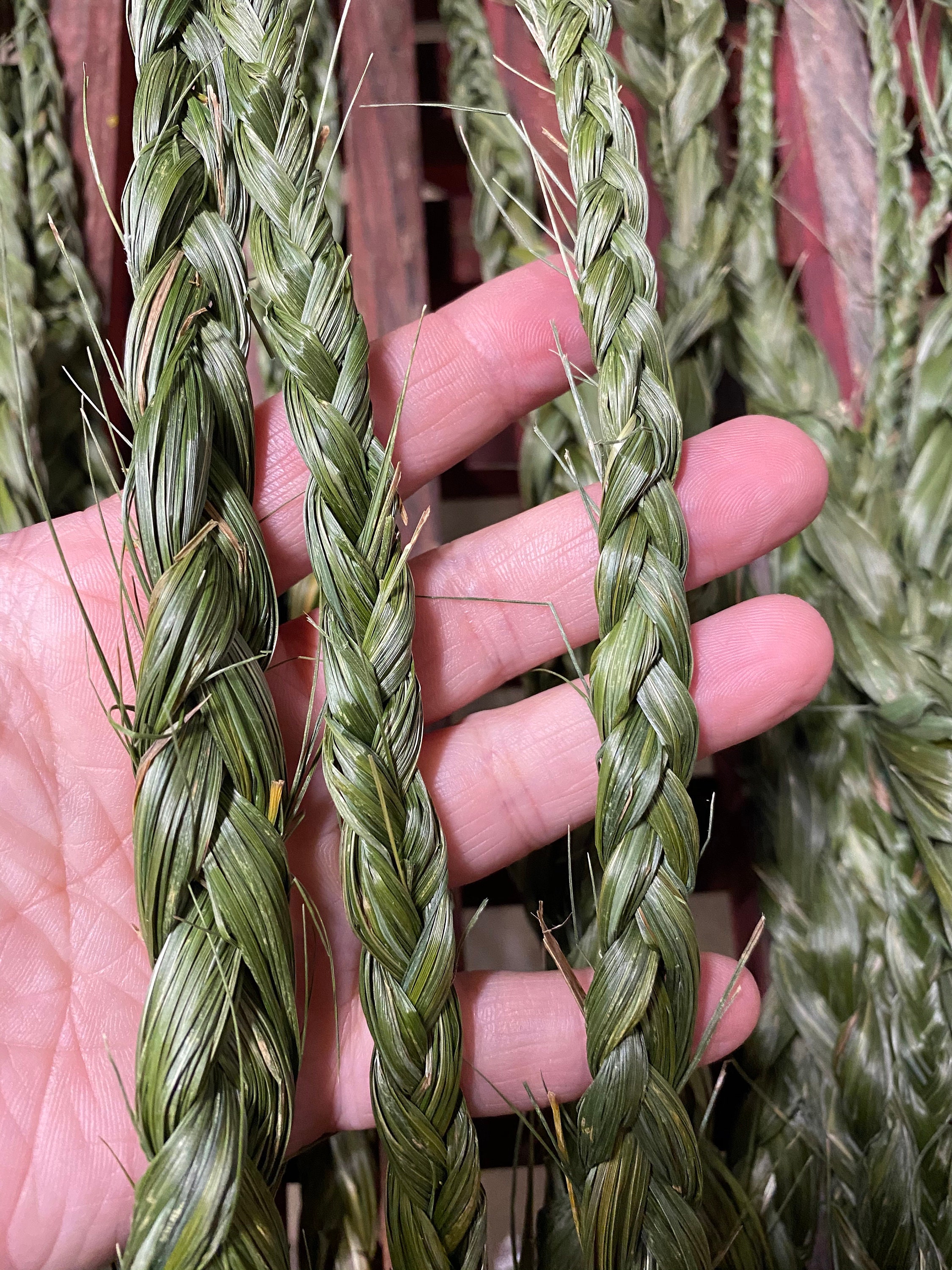 One Sweetgrass Braid, (also Know as Sweet Grass Smudge, Sweetgrass ...