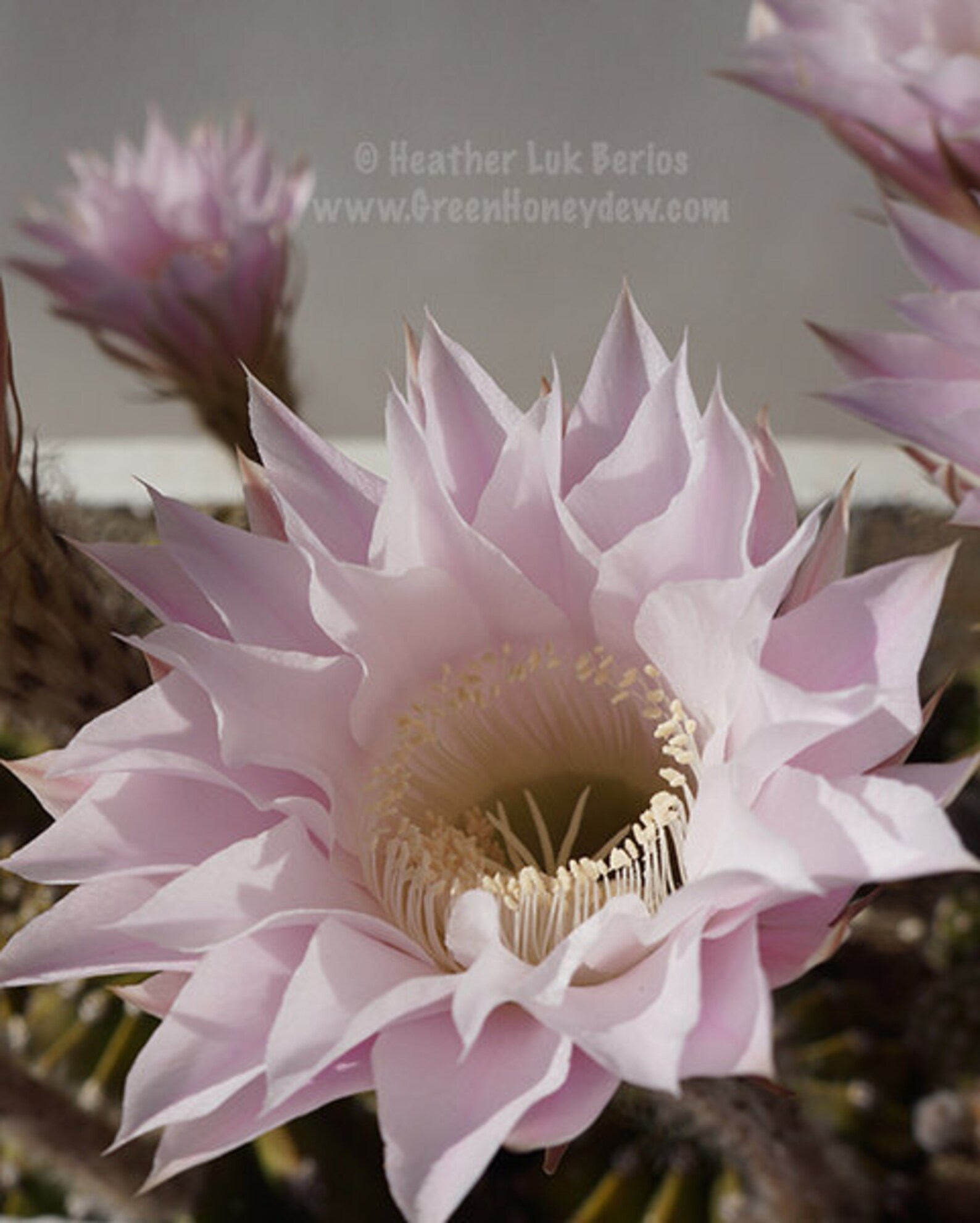Set of 3 Pale Pink Cactus Flower Photography 8x10 Wall - Etsy
