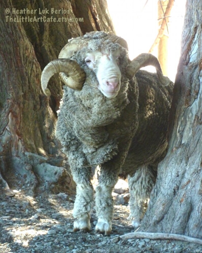 Merino Animal Print Beautiful New Zealand Photography From - Etsy