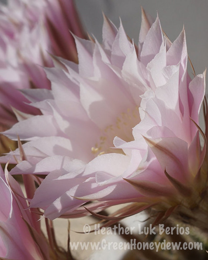 Set of 3 Pale Pink Cactus Flower Photography 8x10 Wall | Etsy