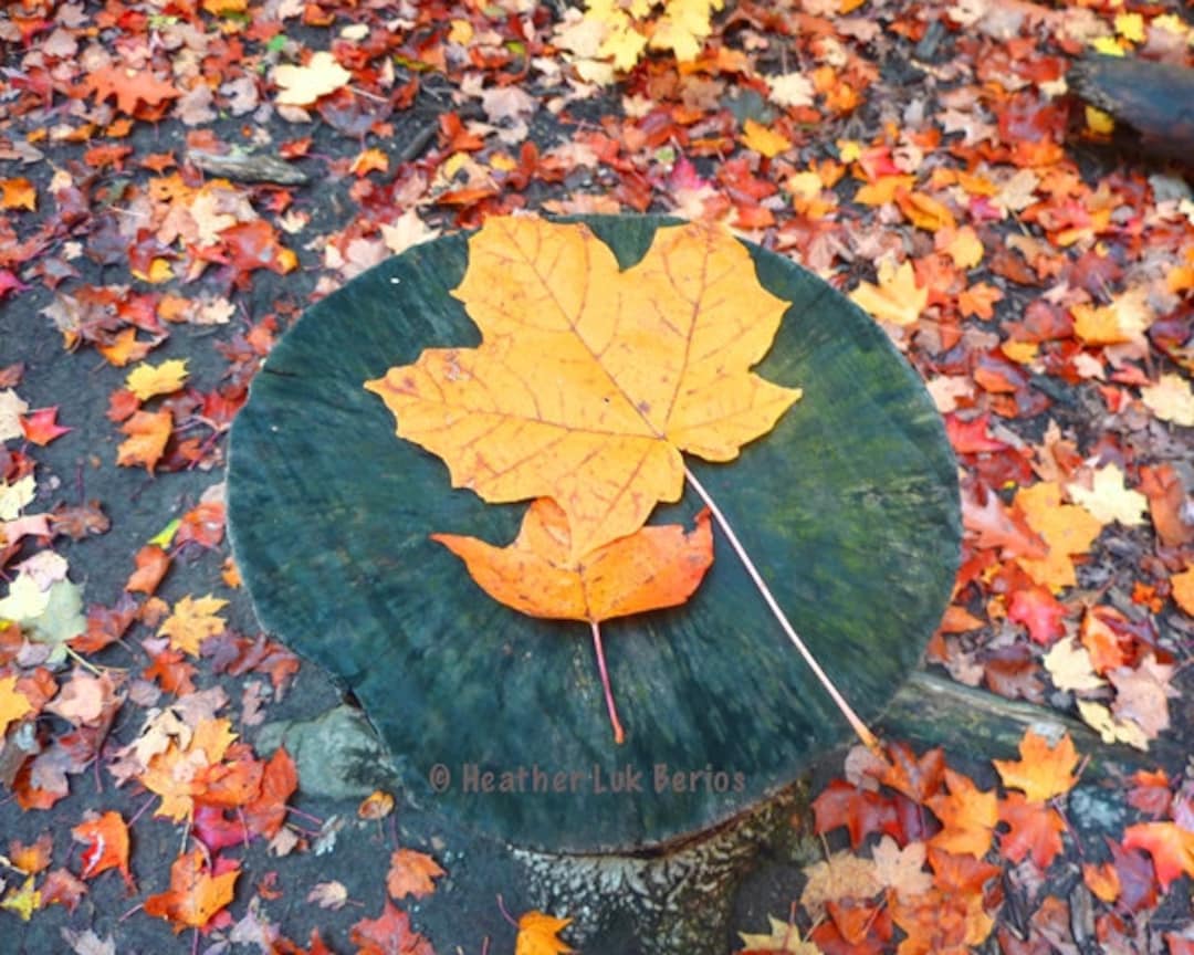 Canada Photography - Maple Leaf - Toronto - Autumn Wall Decor ...