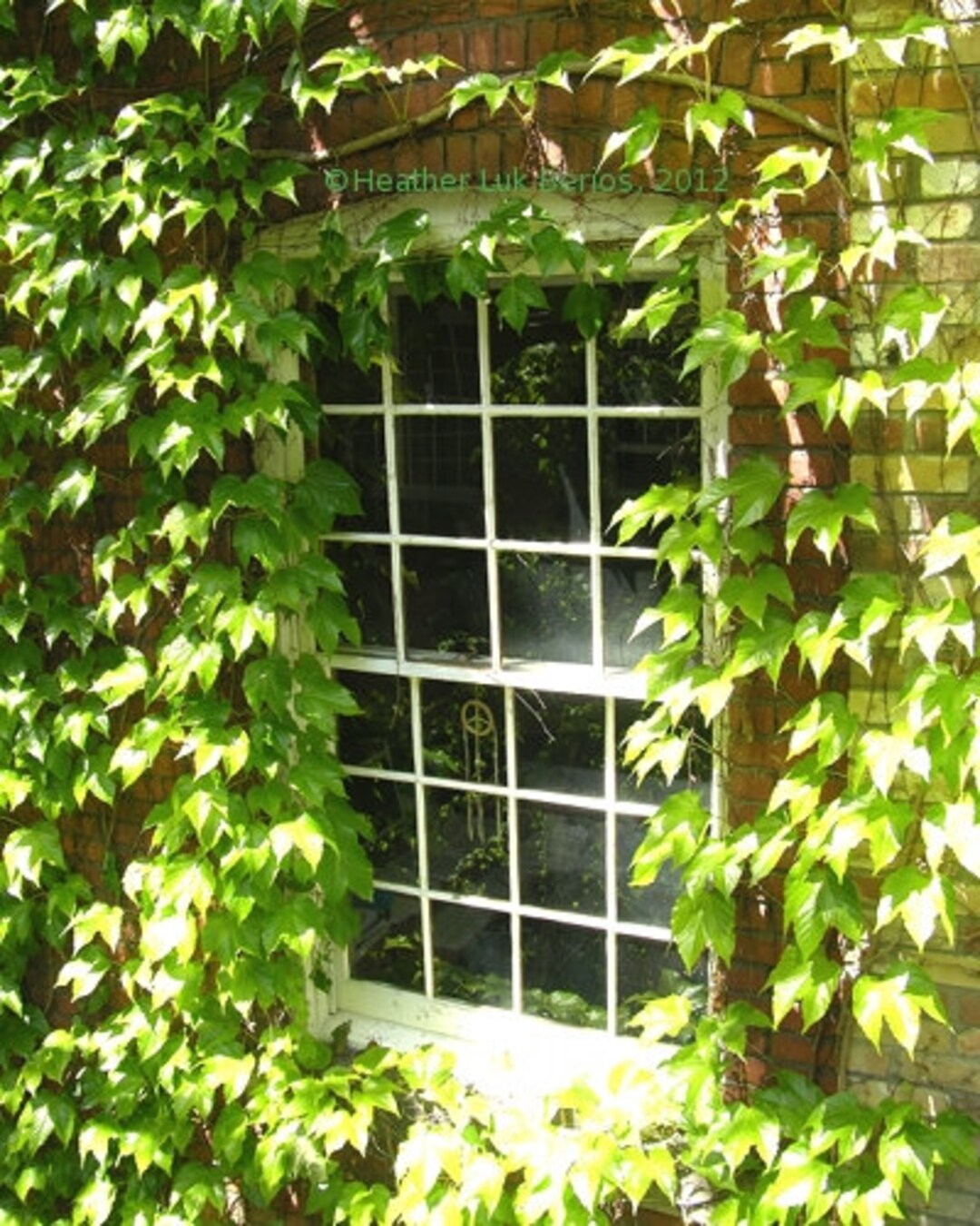 Canada Photography - Ivy Covered Window - Toronto - Architecture Wall ...