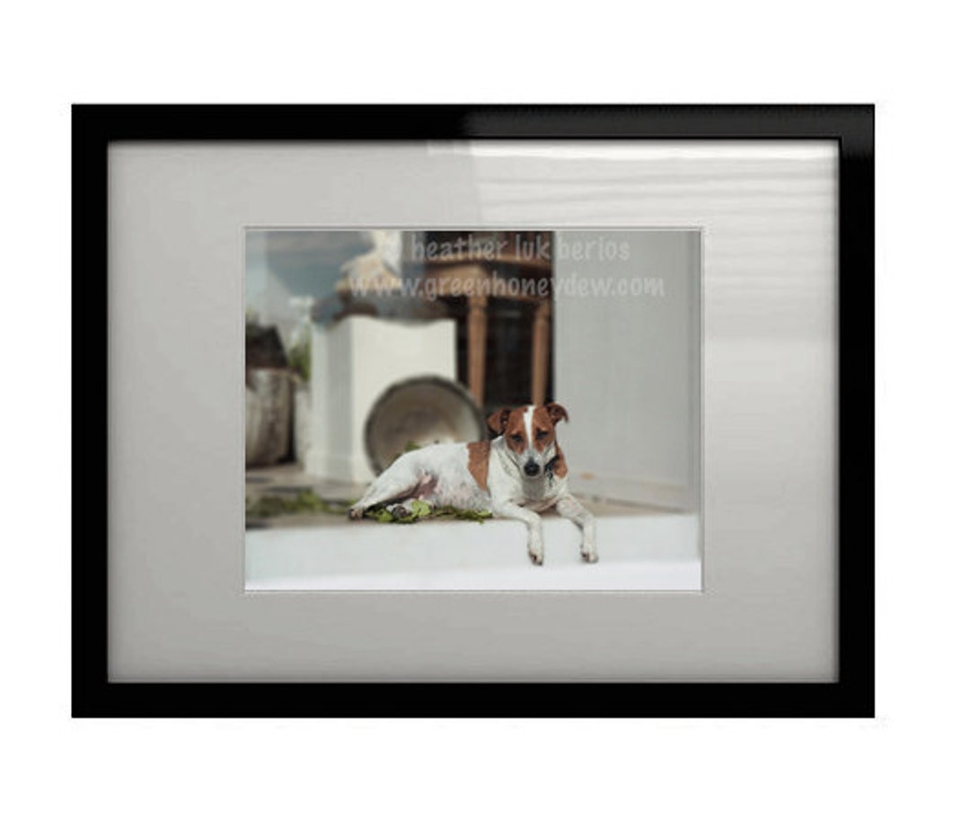Dog Photography - Window Display - Wall Decor - Russell Terrier, Puppy ...