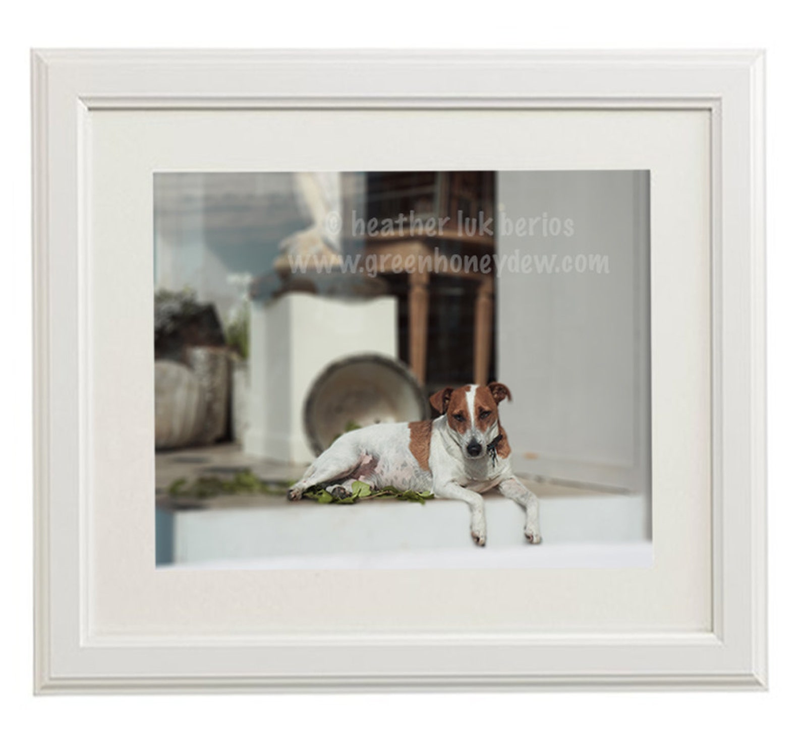 Dog Photography Window Display Wall Decor Russell - Etsy
