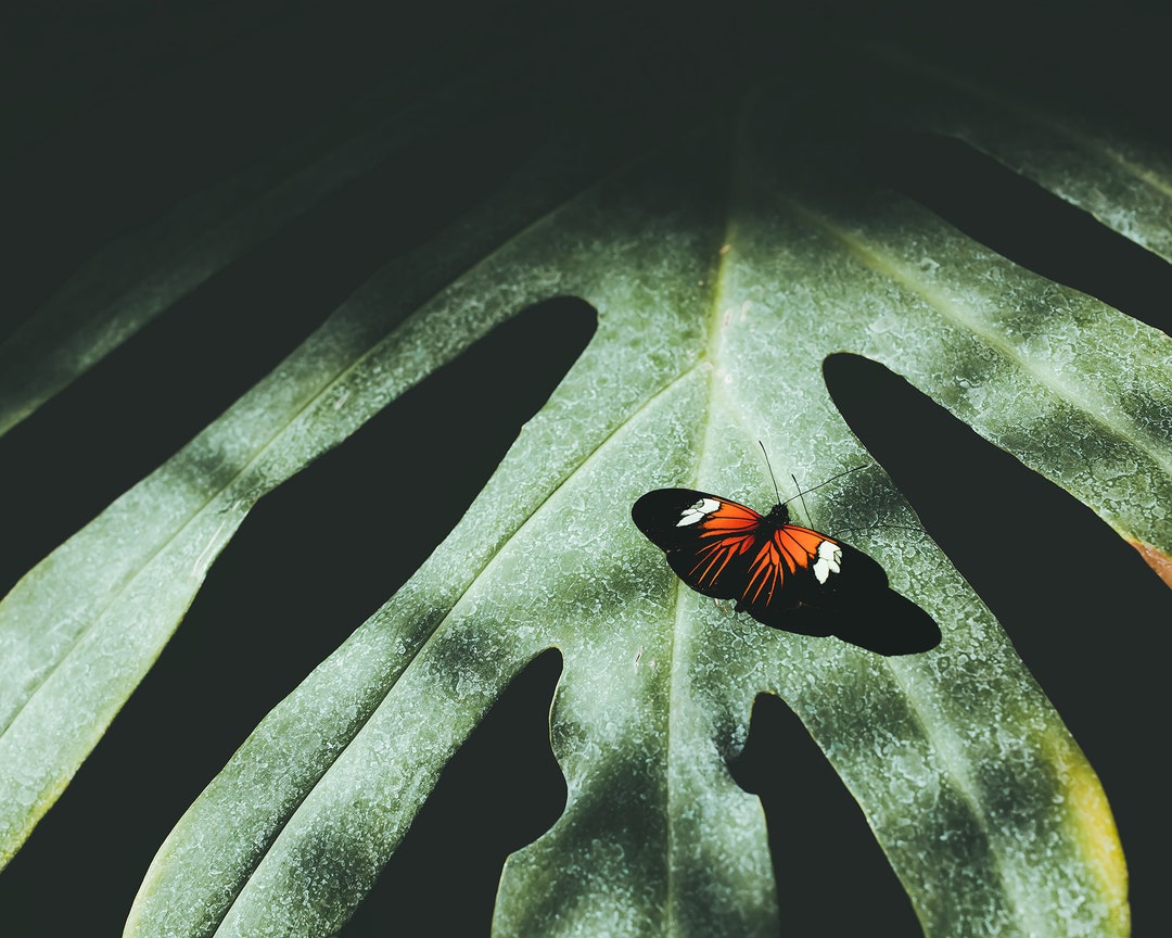 In Shadow There is Light L Butterfly Photography - Etsy