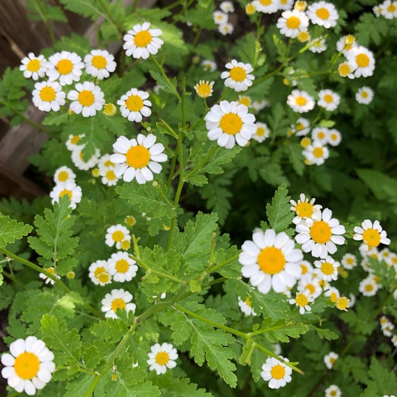 Feverfew Tincture Recipe