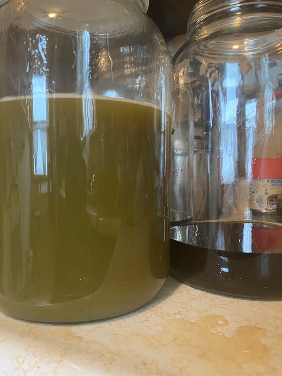 Feverfew Tincture Recipe