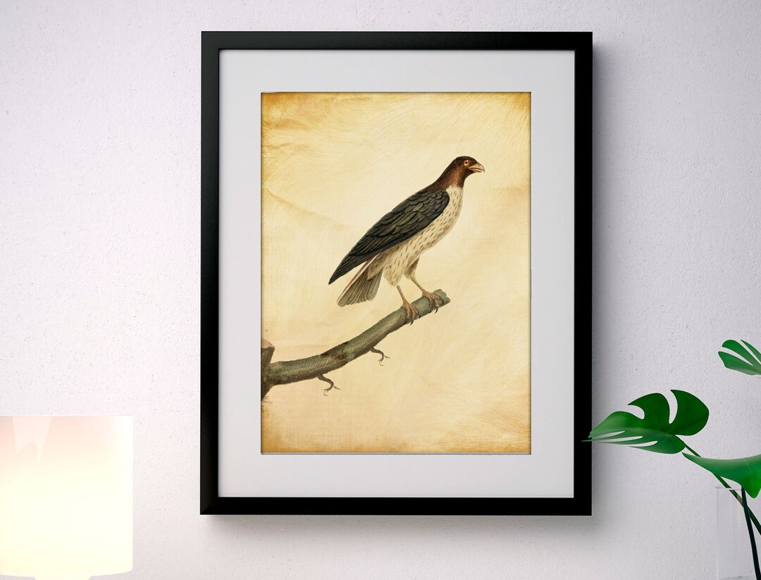 Vintage Falcon Print, Vintage Illustration, Wall Art, Vintage Wall Art ...