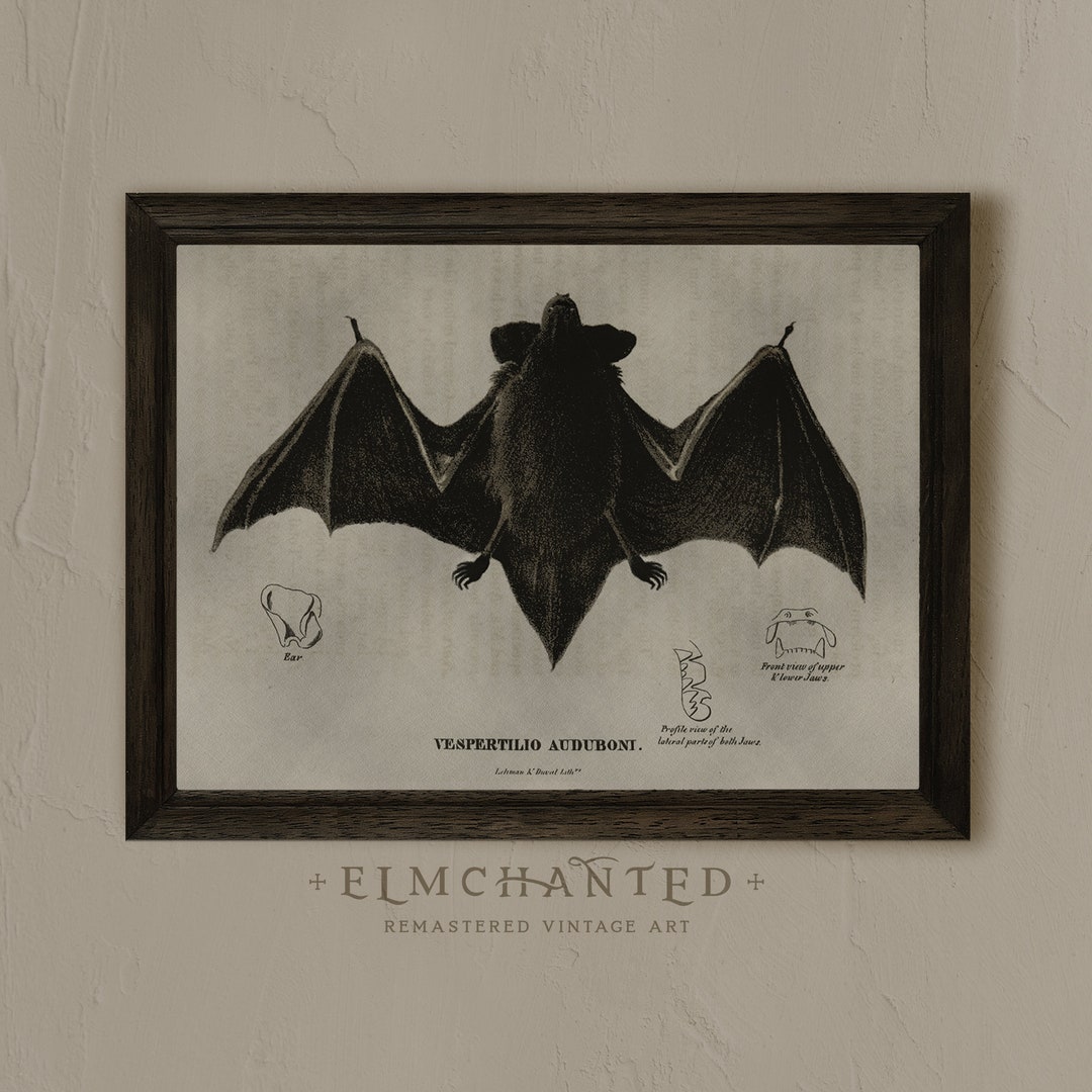 Vintage Vampire Bat Print, Witchy Wall Art, Dark Academia Print ...