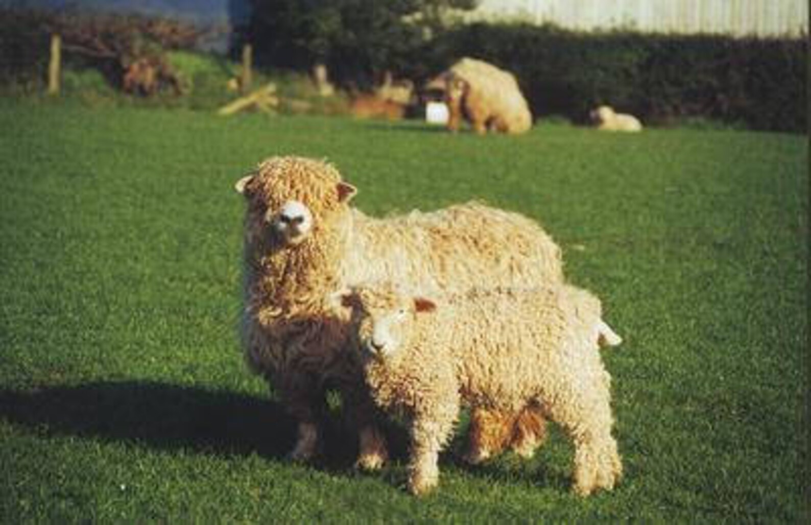 DEVON and CORNWALL LONGWOOL Lamb British Rare Breed Vulnerable - Etsy UK