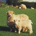 DEVON and CORNWALL LONGWOOL British Rare Breed Vulnerable Washed Locks ...