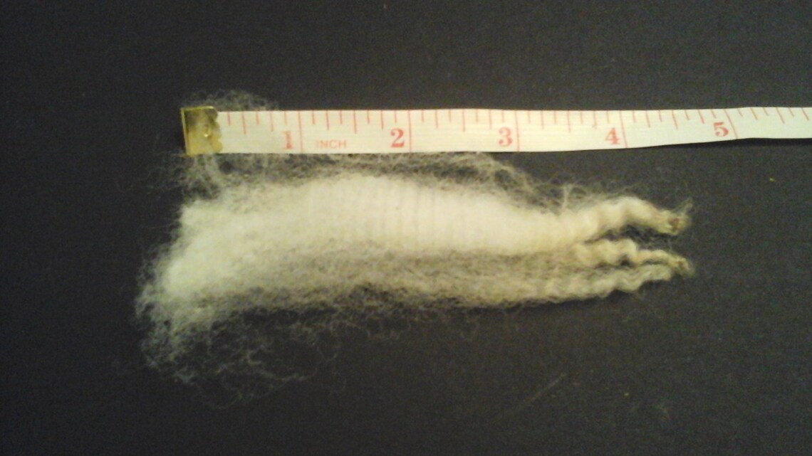 LLANWENOG WASHED FLEECE British Conservation Rare Breed at - Etsy