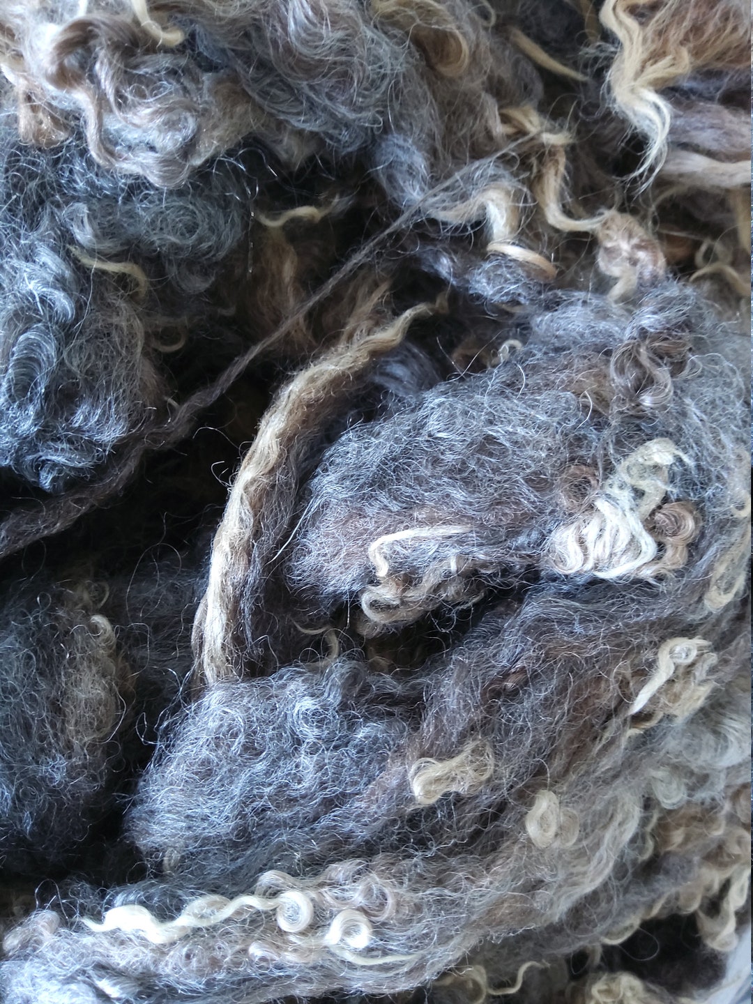 Sheep Fleece BLUE FACED Leicester Coloured Wool, Rare Breed Sheep ...
