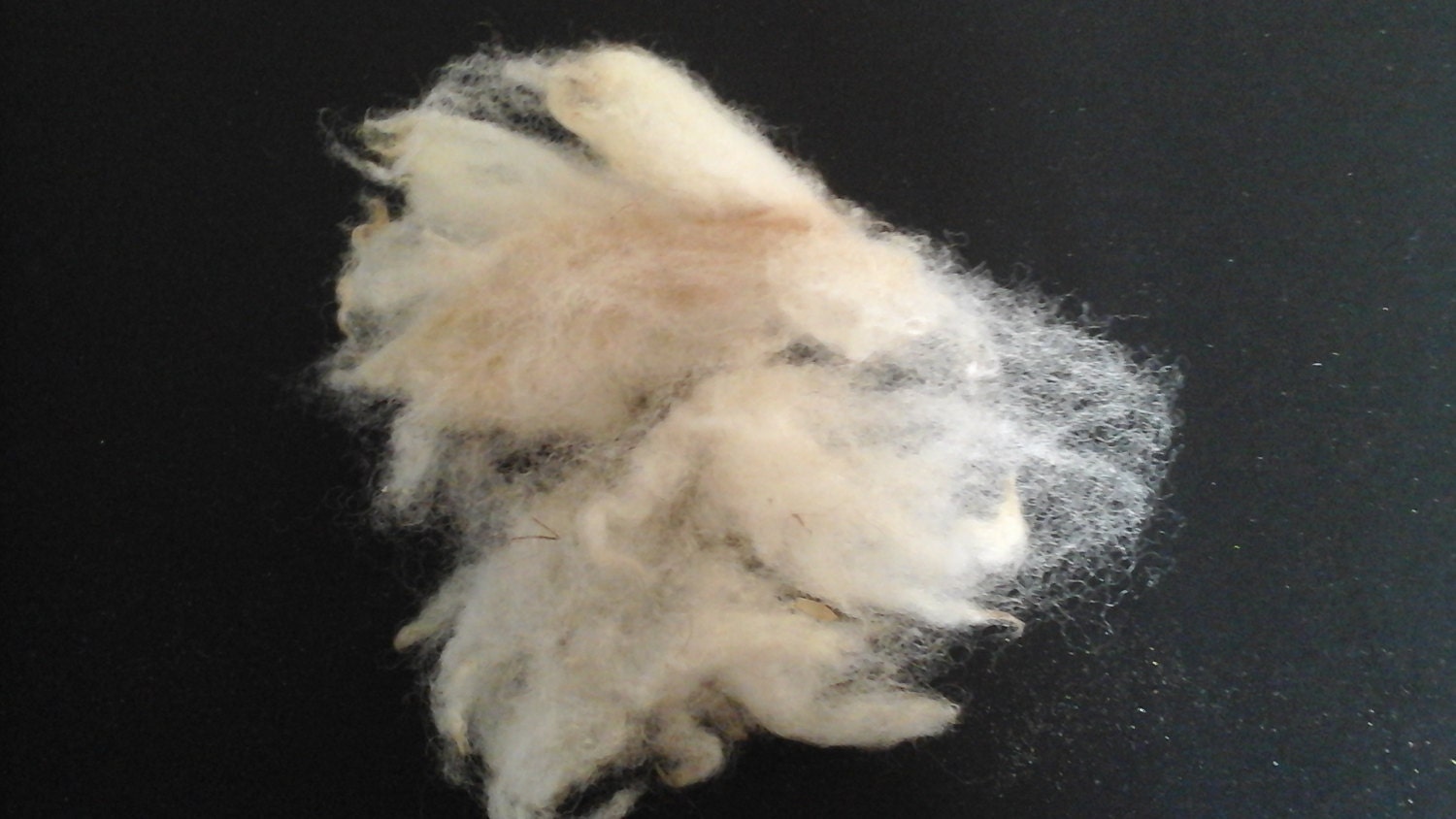 Coburg RED FOX SHEEP Washed Fleece Rare Breed in the Uk - Etsy