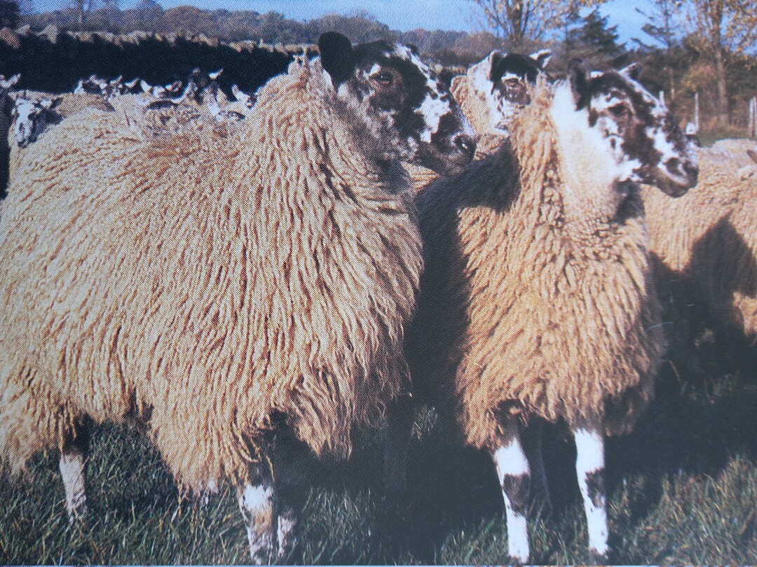 NORTH COUNTRY Mule Supersoft ROVINGS blue Faced Leicester X Swaledale ...