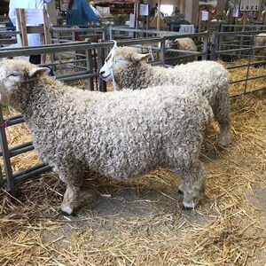 DEVON and CORNWALL LONGWOOL British Rare Breed Vulnerable Washed Locks ...
