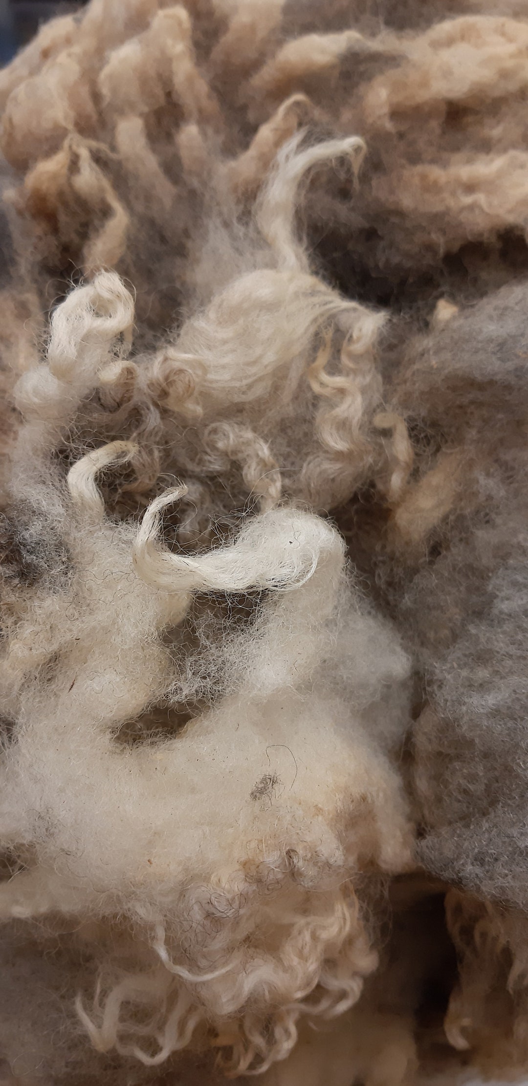 JACOB RAW Sheep Fleece Rare Breed From Prize Winning Flock Multi ...