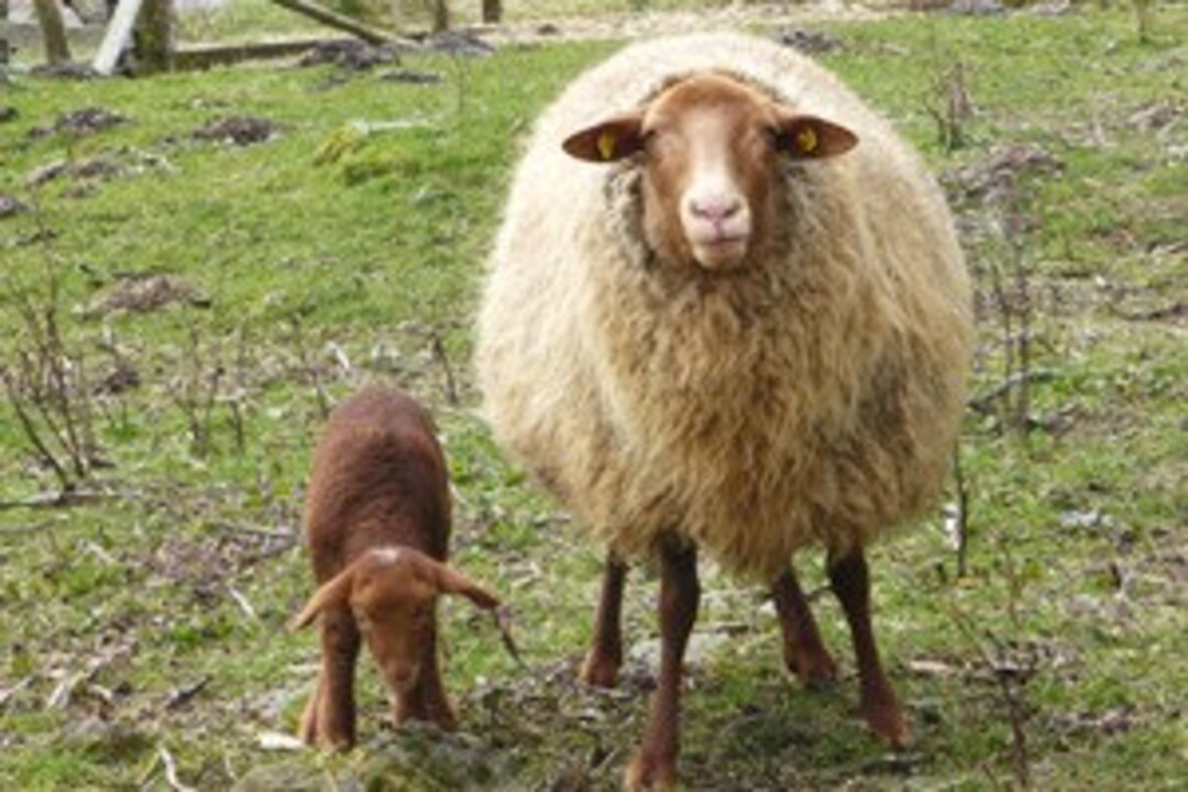 Coburg RED FOX SHEEP Washed Fleece Rare Breed in the Uk - Etsy