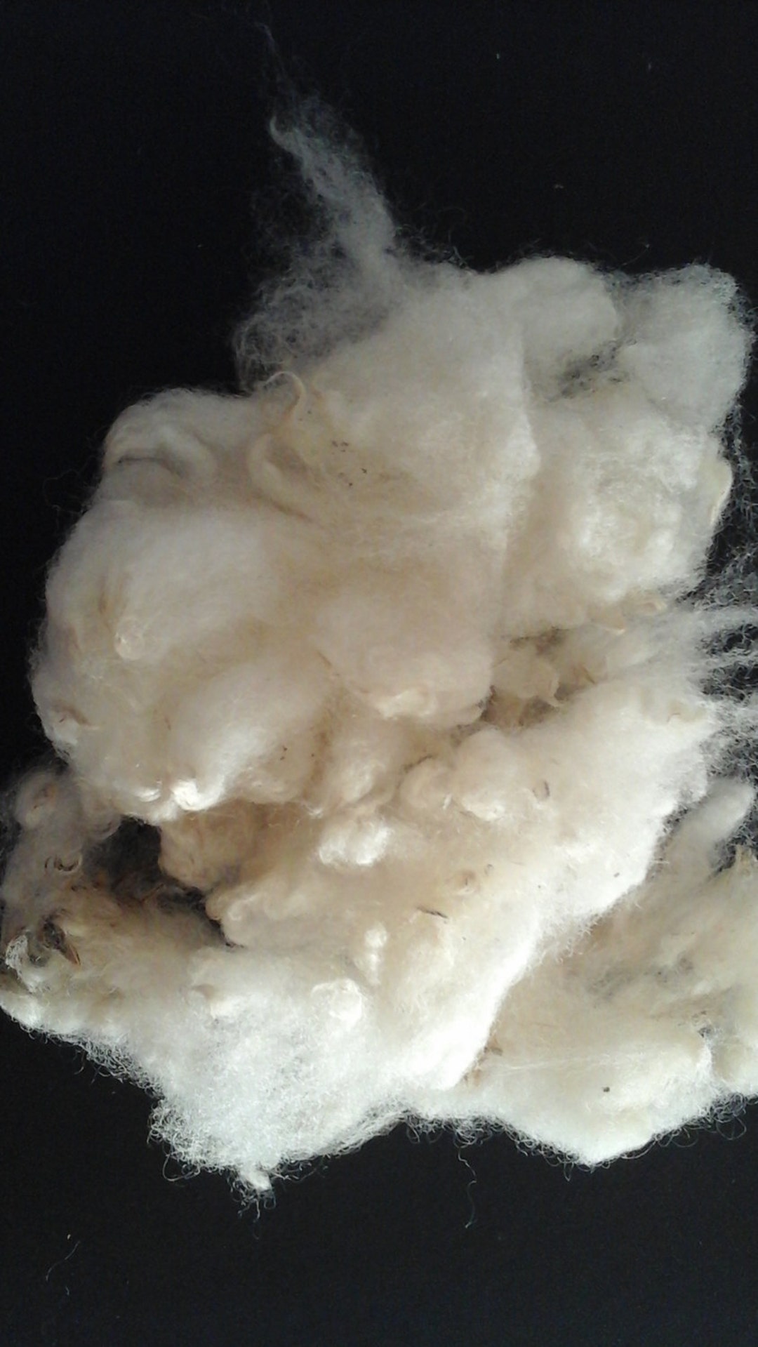 Wool PORTLAND RAW Rare Breed Sheep Fleece Supersoft - Etsy