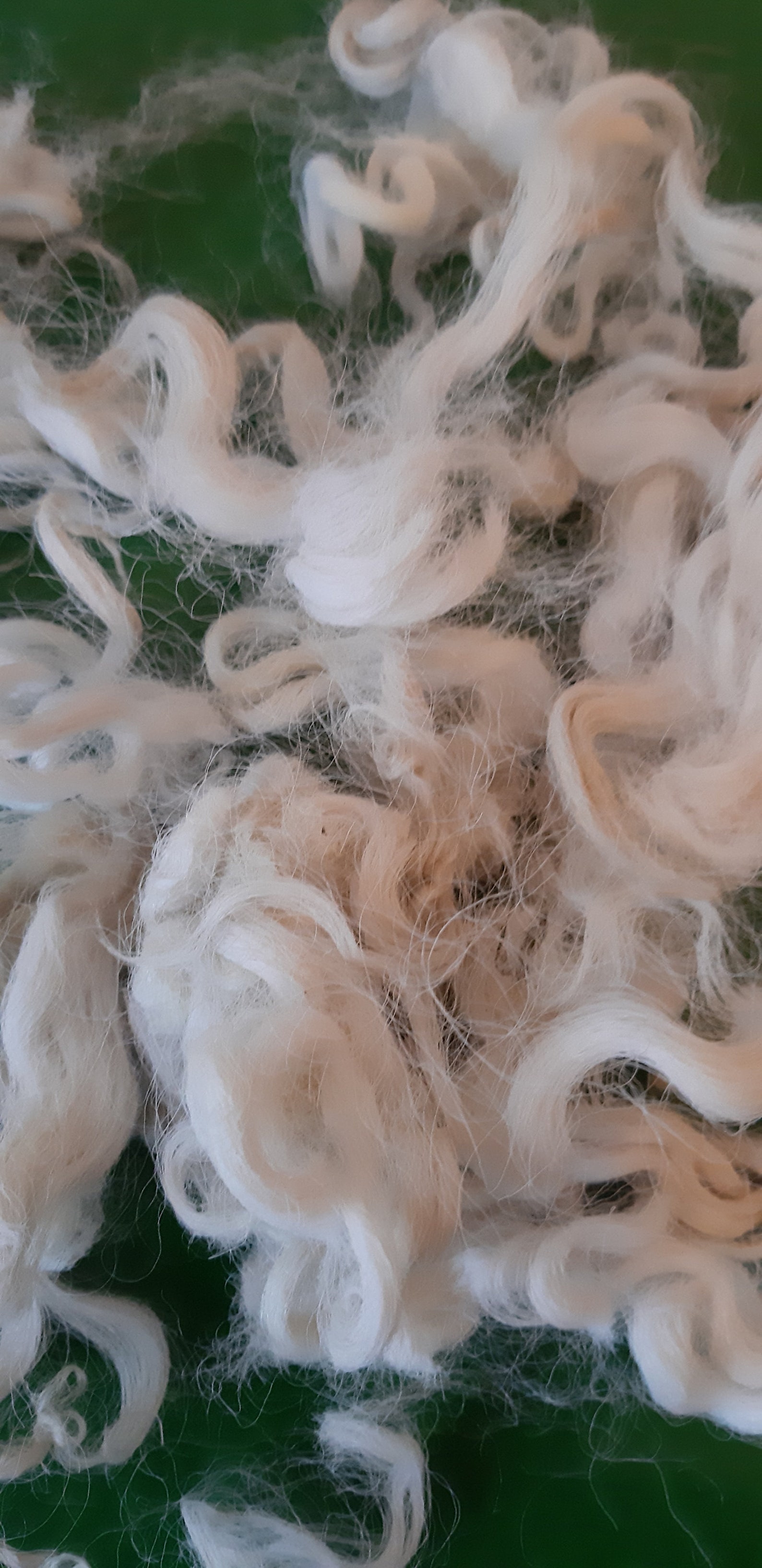 DEVON and CORNWALL LONGWOOL Lamb British Rare Breed Vulnerable - Etsy UK