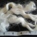 DEVON and CORNWALL LONGWOOL British Rare Breed Vulnerable - Etsy UK
