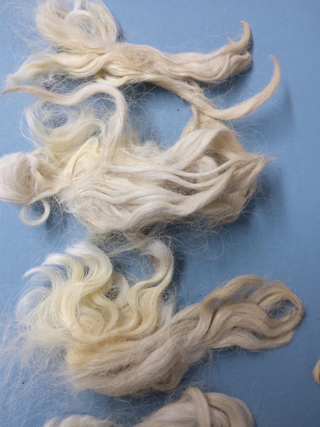 DEVON and CORNWALL LONGWOOL British Rare Breed Vulnerable Washed Locks ...