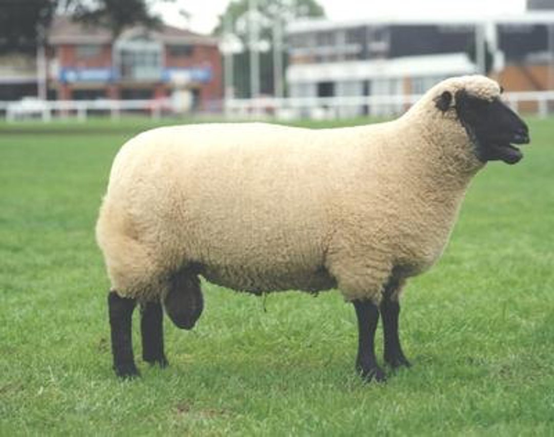 LLANWENOG WASHED FLEECE British Conservation Rare Breed at Risk - Etsy