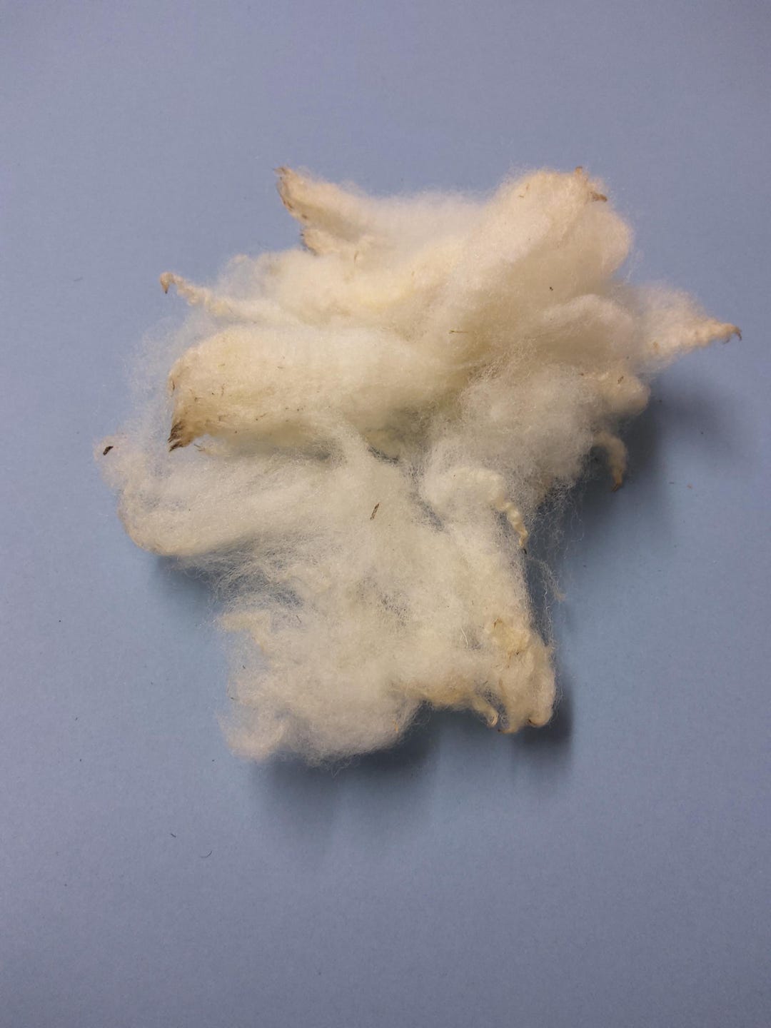 NORTH COUNTRY Mule Washed Fleece (blue Faced Leicester X Swaledale) - Etsy